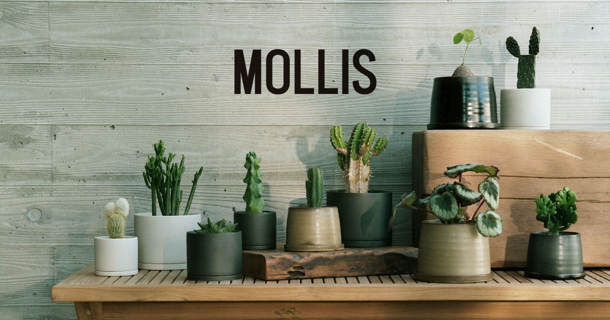 JOURNAL – MOLLIS